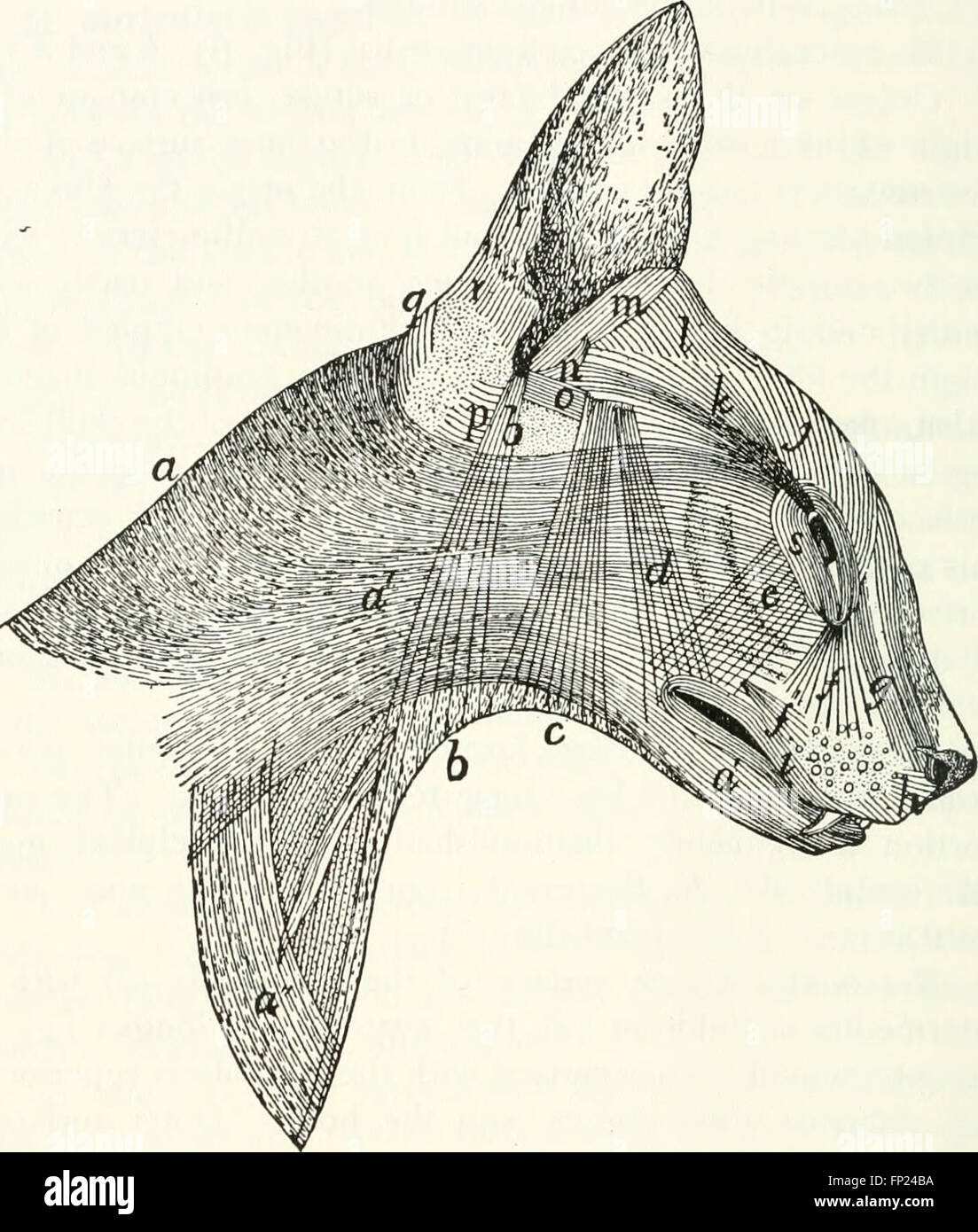 This work explores the detailed anatomy of the domestic cat, focusing ...