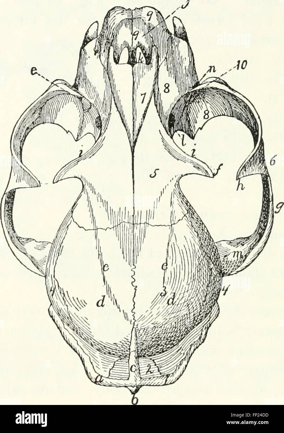 This 1991 work provides a detailed study of the anatomy of domestic ...