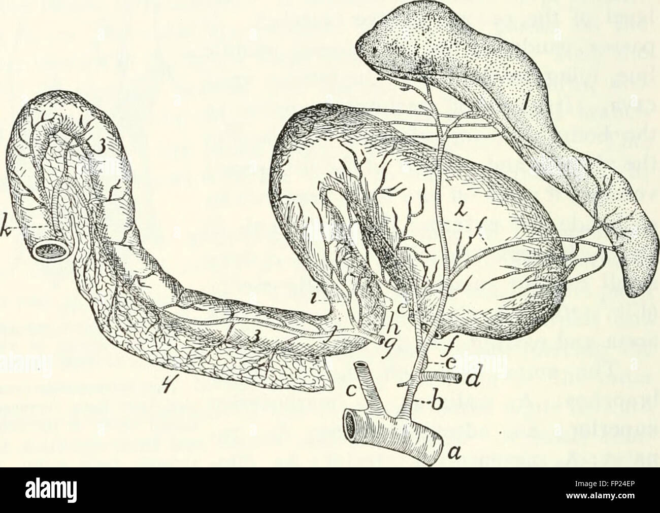 *Anatomy of the Cat* (1991) presents a comprehensive study of feline ...