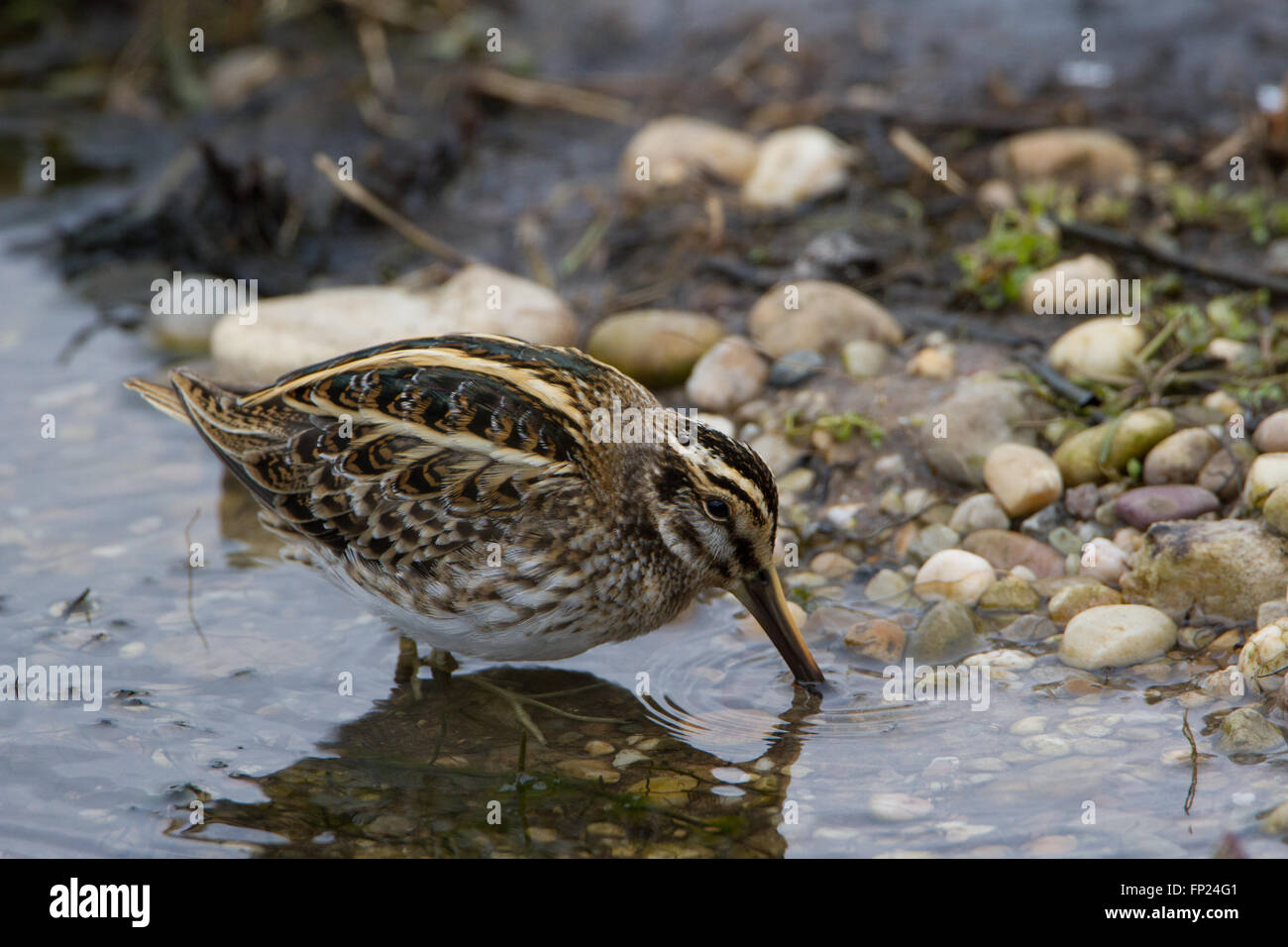 Jack snipe (Lymnocryptes minimus) feeding in a marsh in winter, in the ...