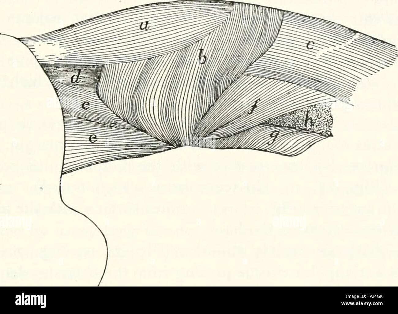 The 'Anatomy of the Cat' (1991) provides a detailed analysis of the cat ...