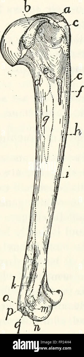 'Anatomy of the Cat' (1991) provides a detailed examination of feline ...
