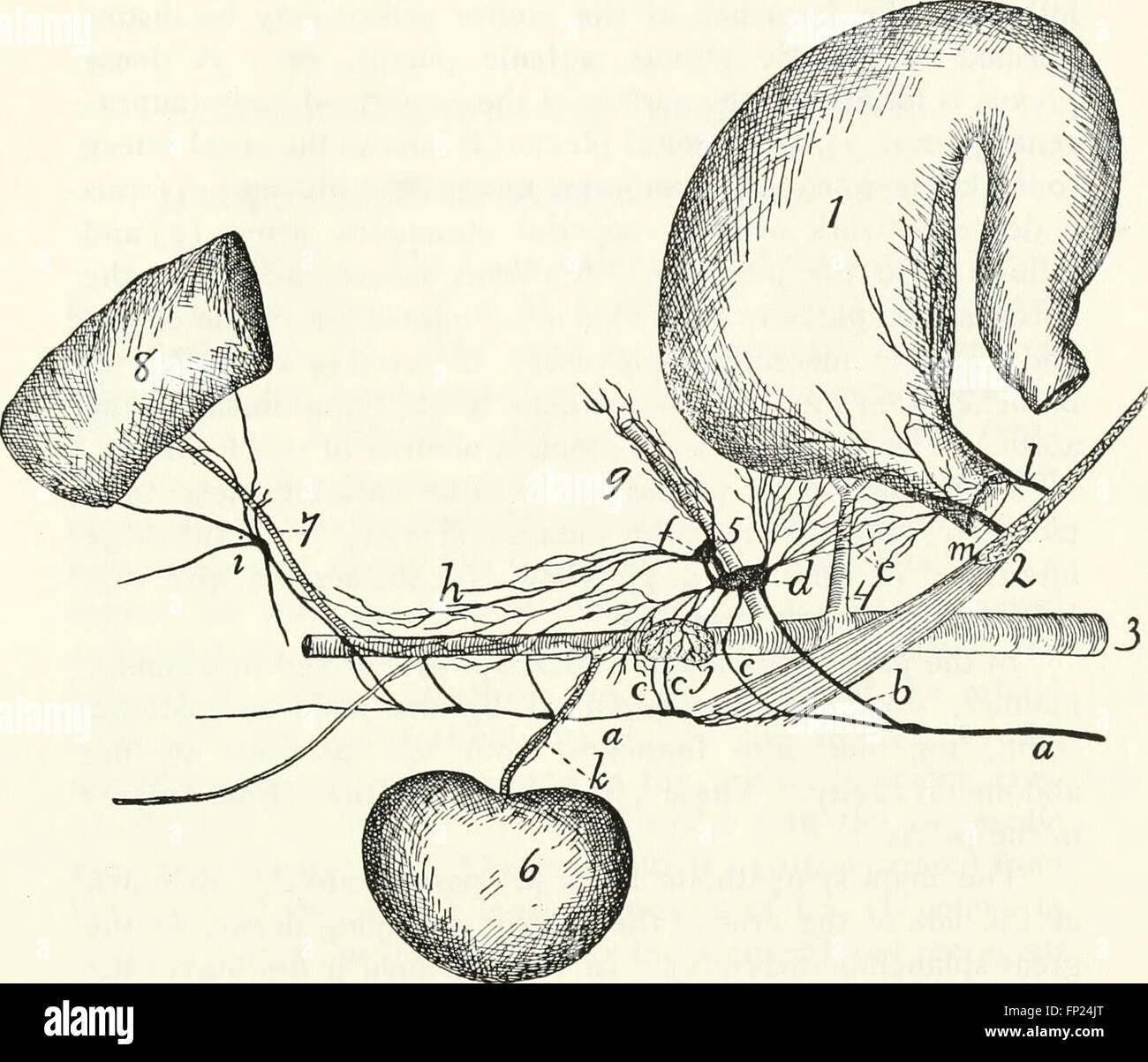 A detailed study of the anatomical structure of cats, with a focus on ...