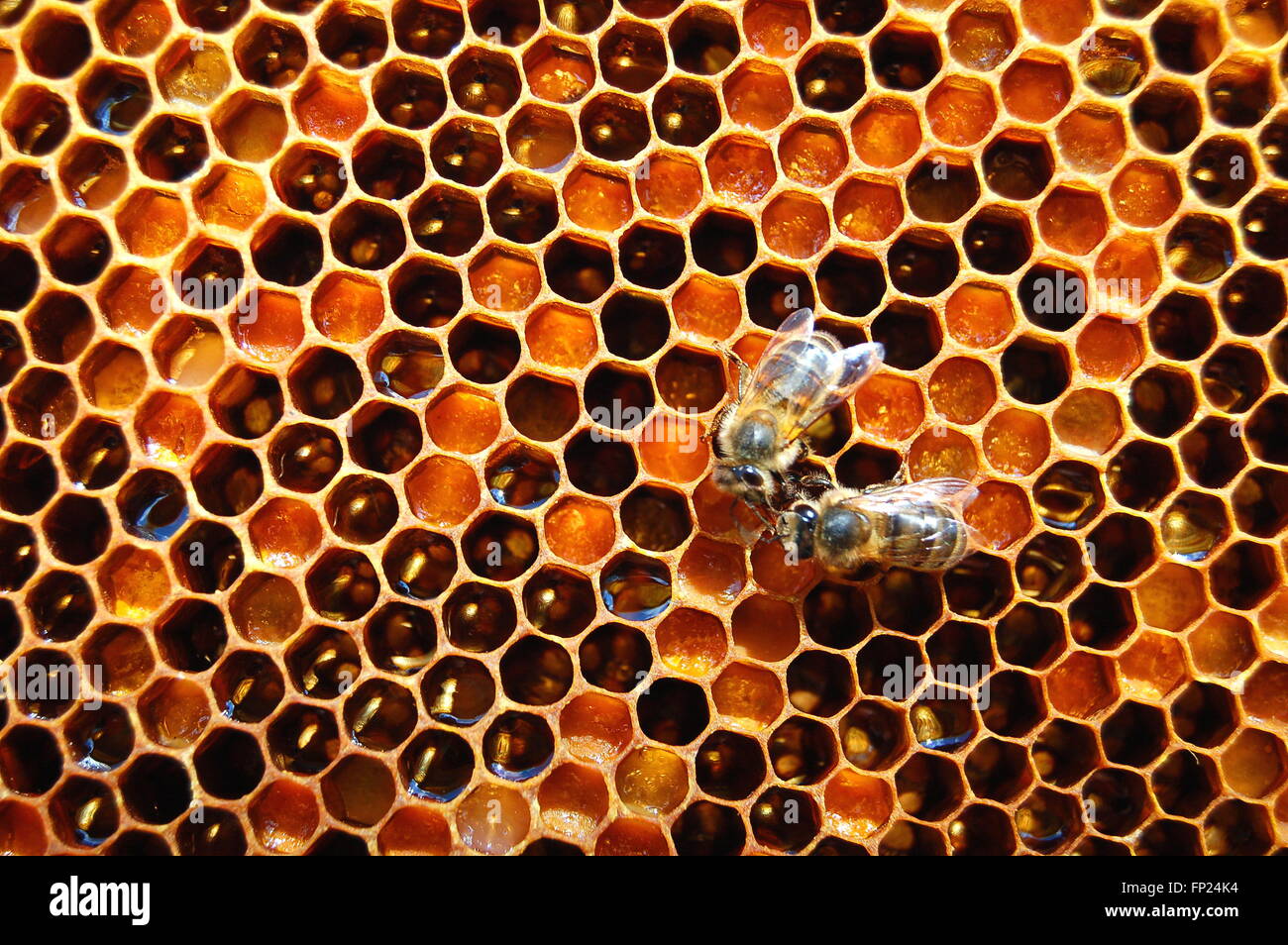 hardworking bees on honeycomb in apiary Stock Photo - Alamy