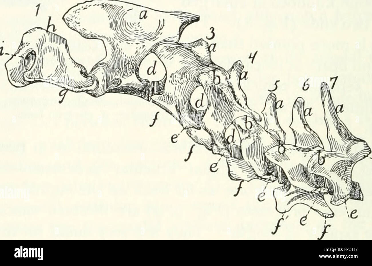 'Anatomy of the Cat' (1991) provides an in-depth study of feline ...