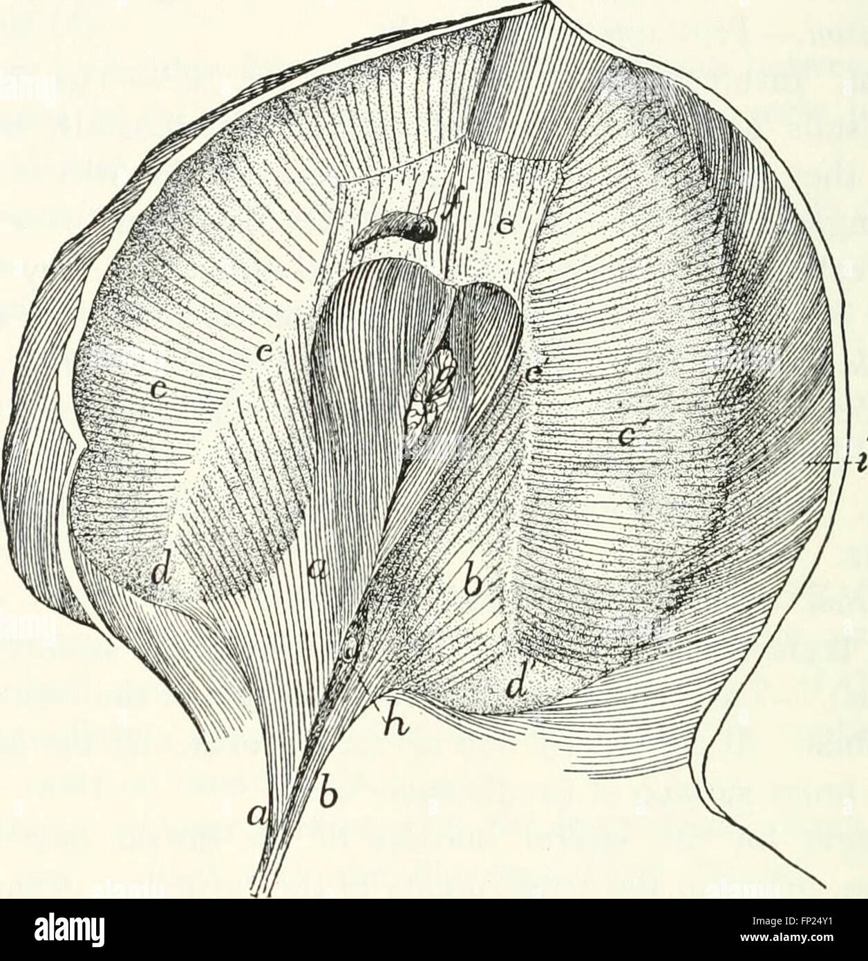 'Anatomy of the Cat' (1991) presents a detailed scientific analysis of ...