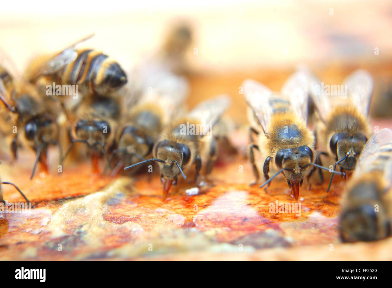 Bees eating honey hi-res stock photography and images - Alamy