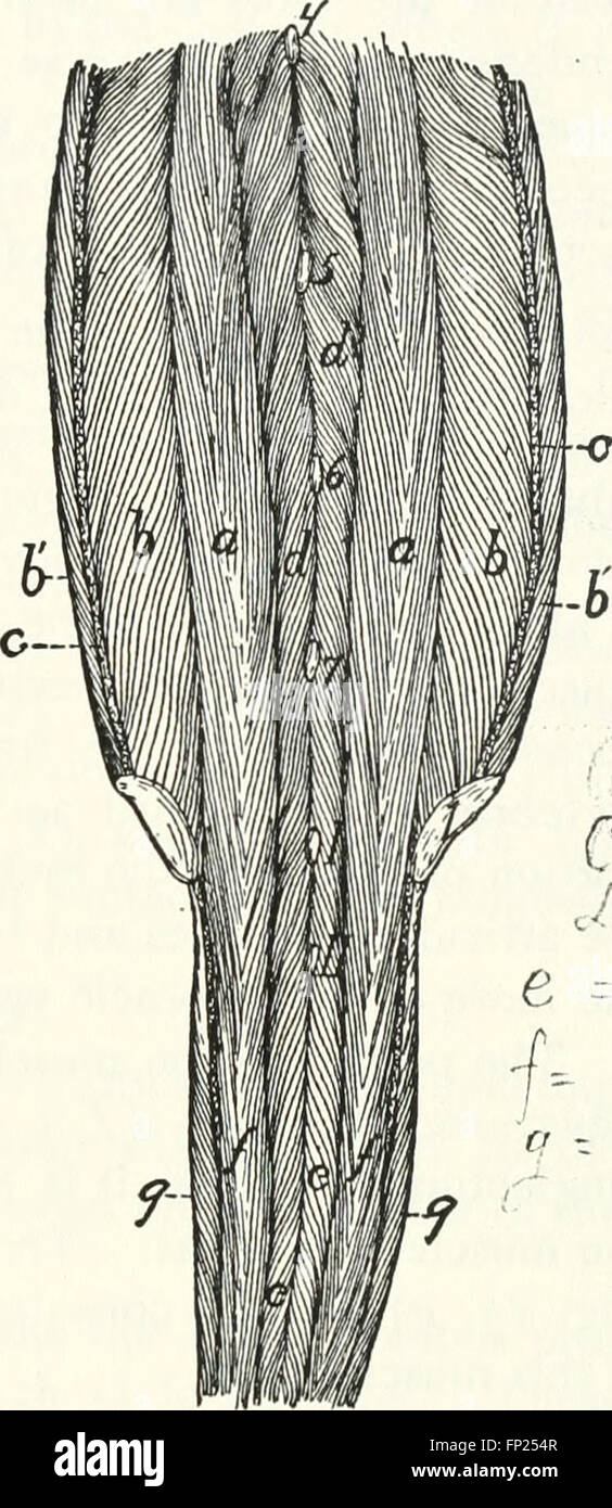 A 1991 study of the anatomy of the domestic cat, focusing on its ...