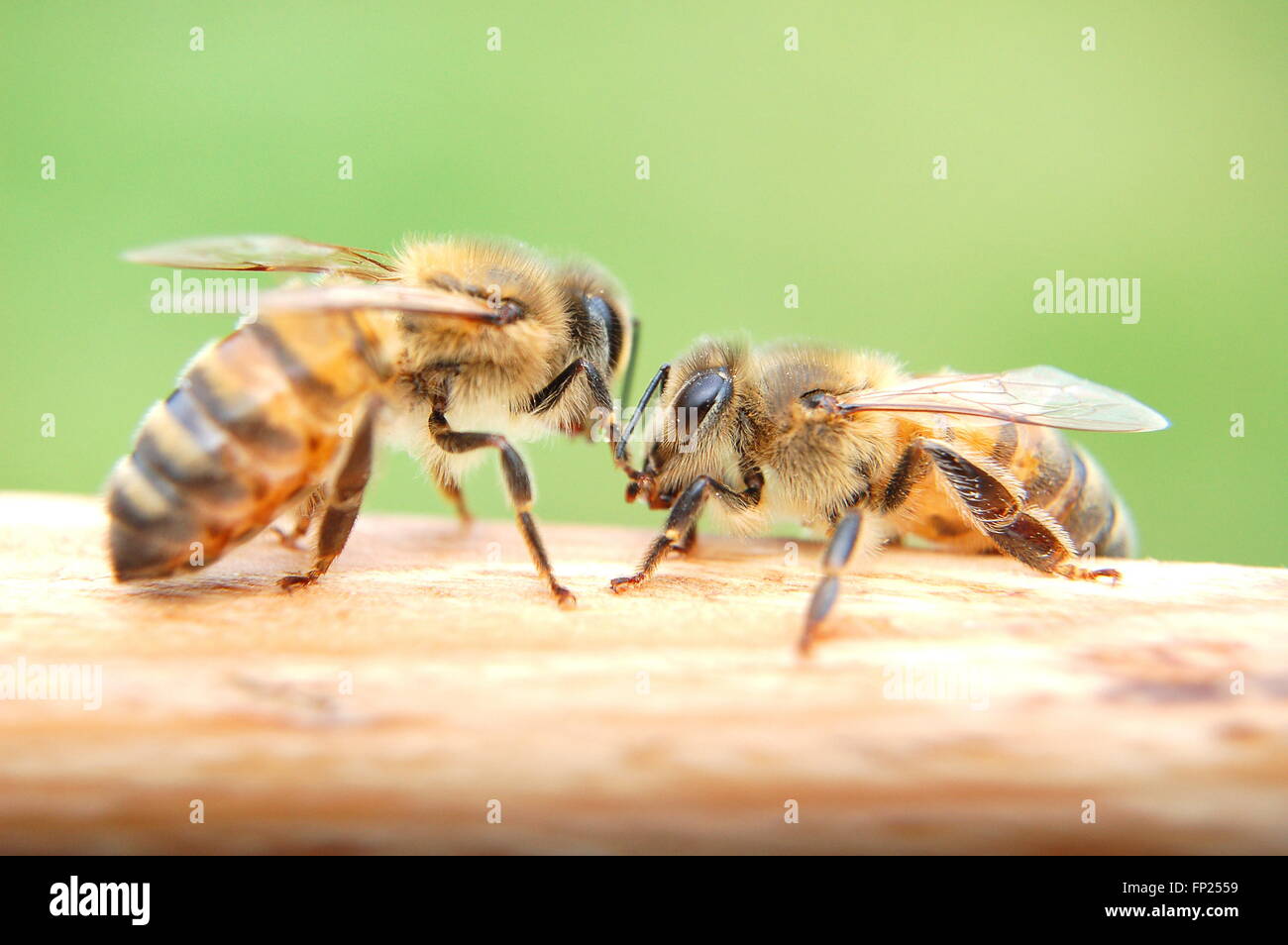 Closeup of bees eating honey Stock Photo - Alamy