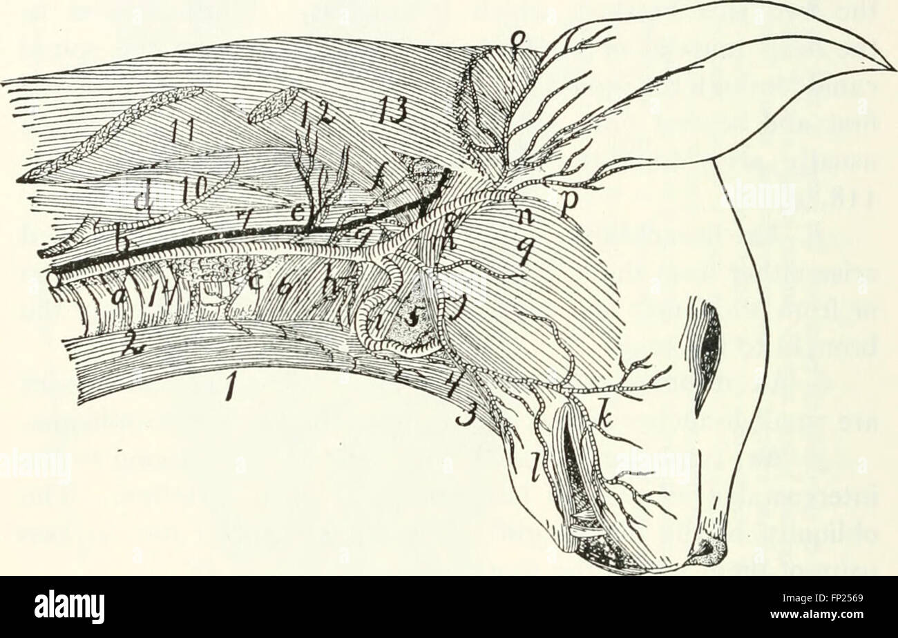 'Anatomy of the Cat' (1991) provides a comprehensive study of the ...