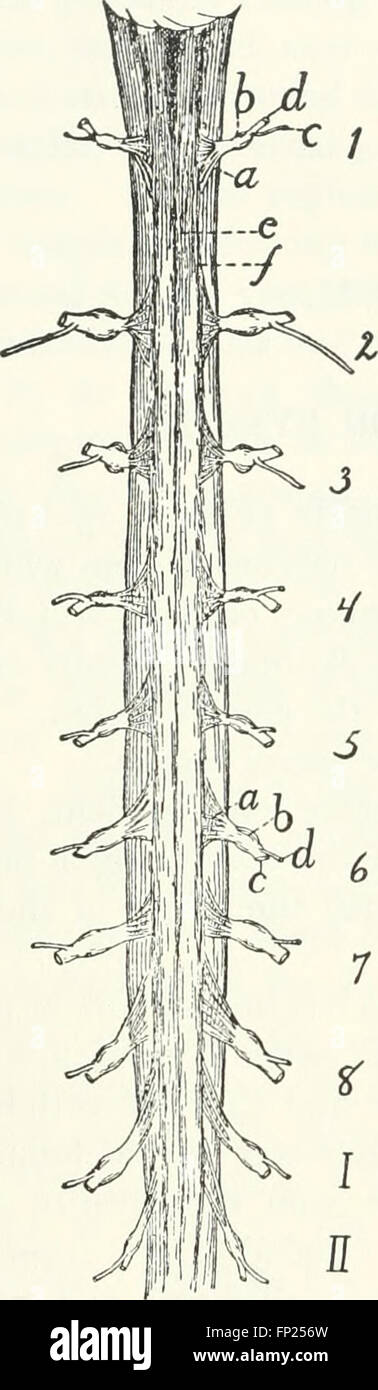 'Anatomy of the Cat' (1991) provides a comprehensive study of the cat's ...