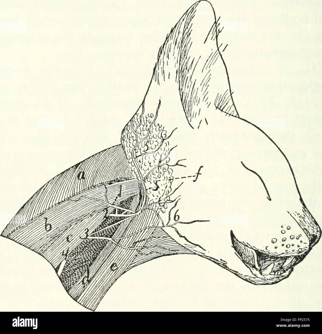 'Anatomy of the Cat' (1991) provides a thorough examination of the cat ...