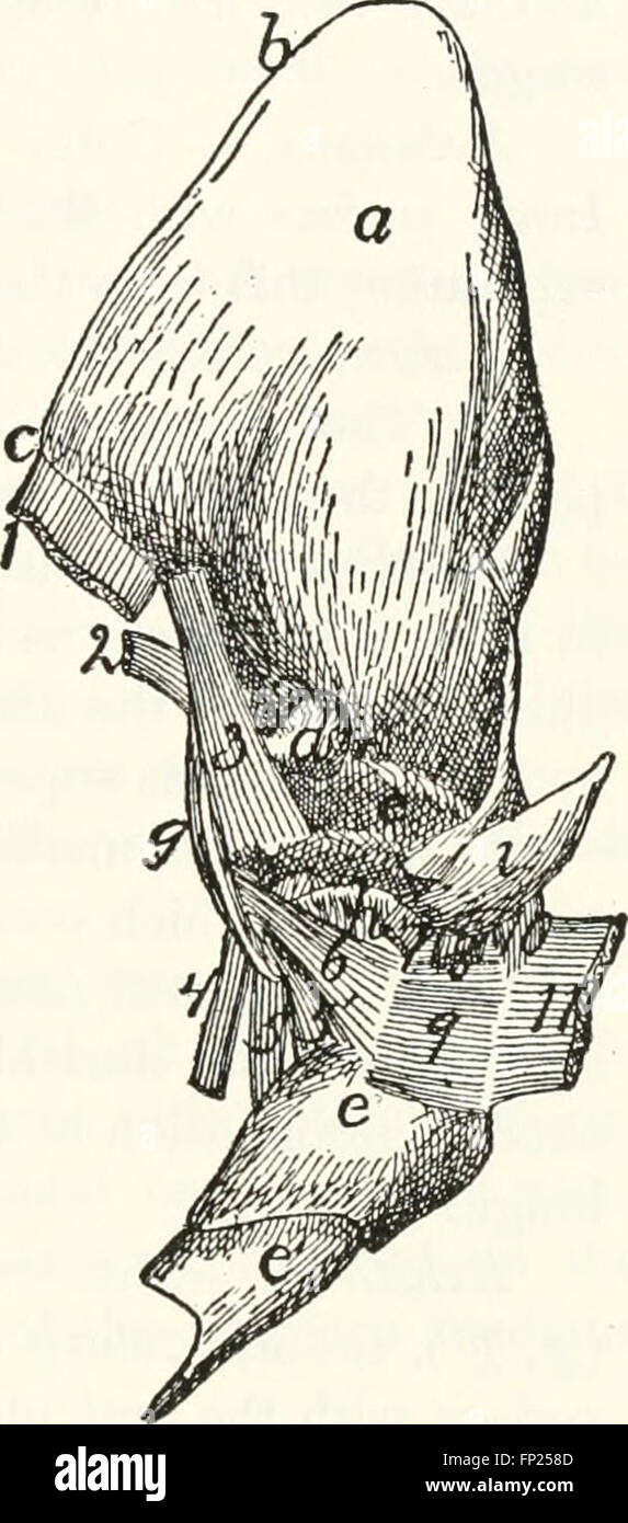 'Anatomy of the Cat' (1991) provides an in-depth analysis of the cat's ...
