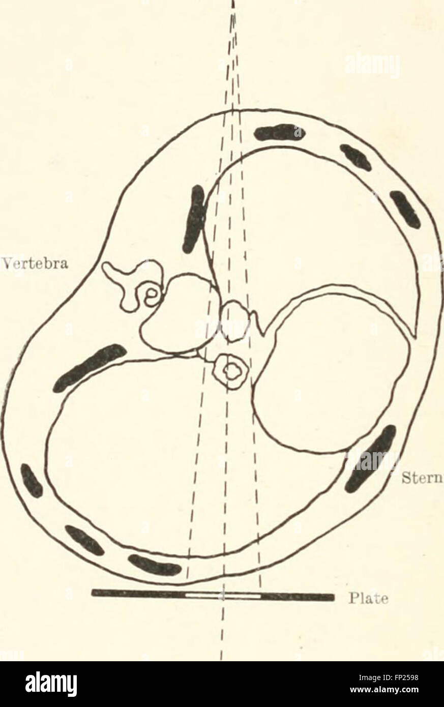 'Radiography, X-ray Therapeutics and Radium Therapy' (1915) focuses on ...