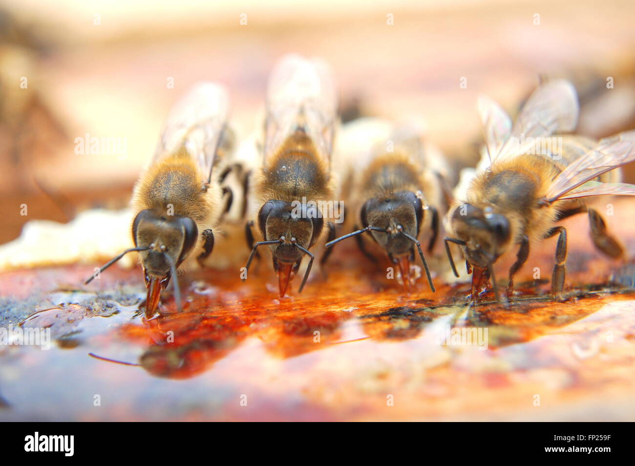 Bees eating honey hi-res stock photography and images - Alamy