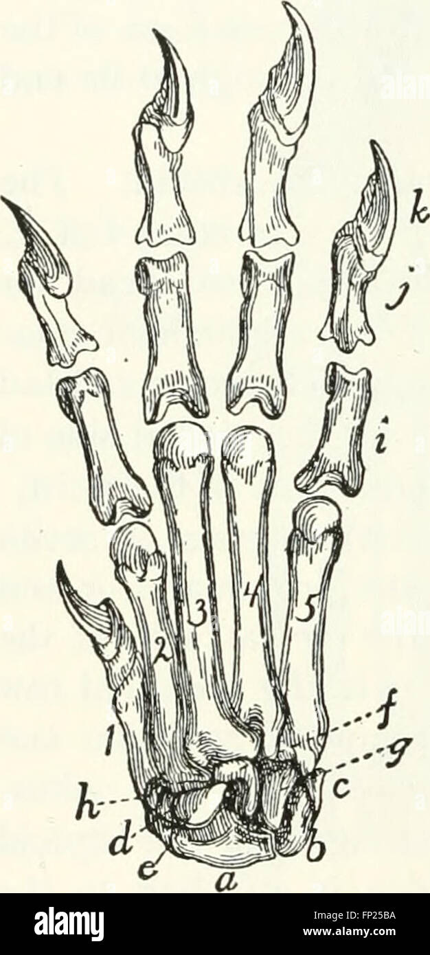 'Anatomy of the Cat' (1991) provides a detailed study of the internal ...