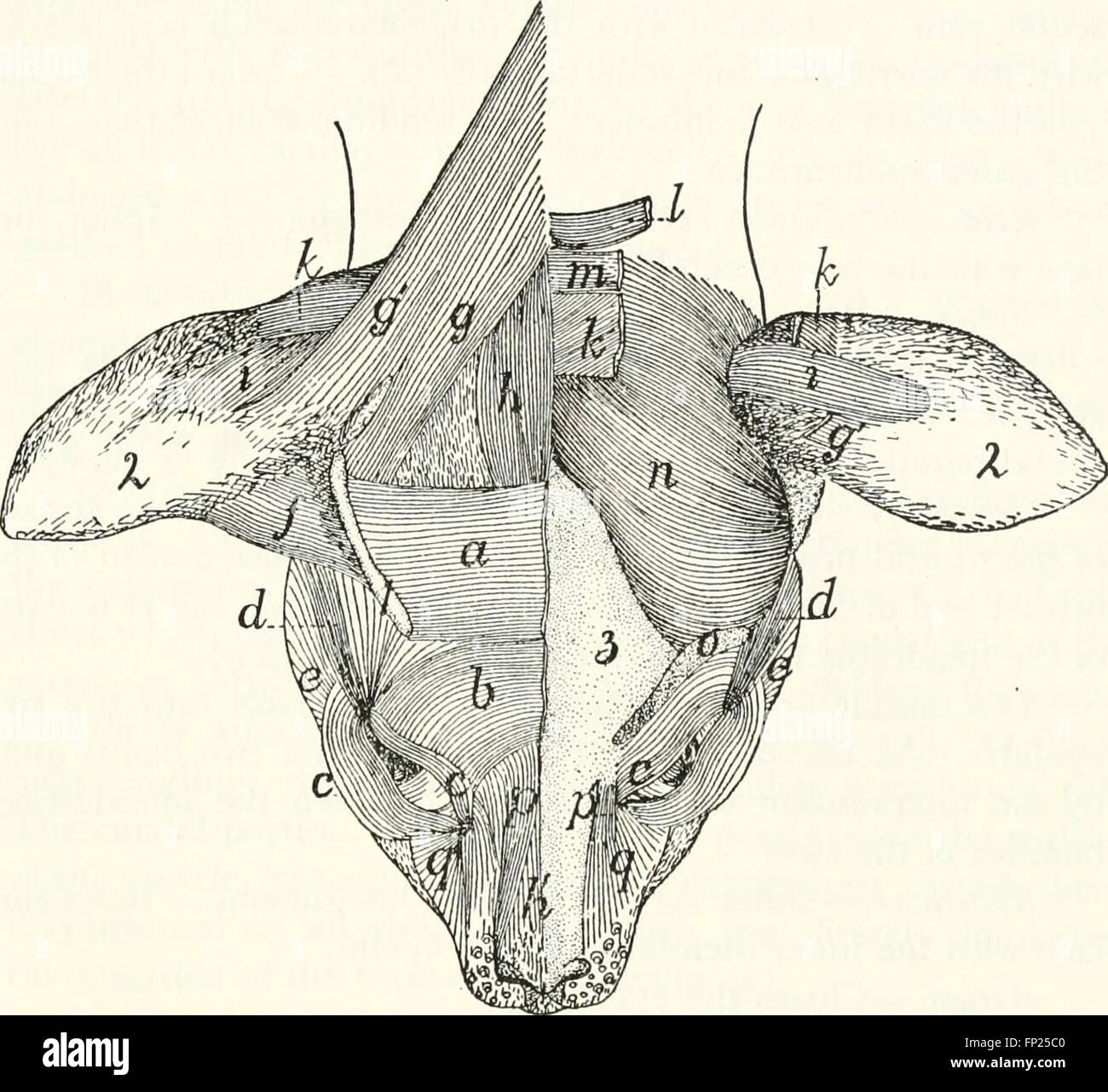 'Anatomy of the Cat' (1991) provides an in-depth examination of feline ...