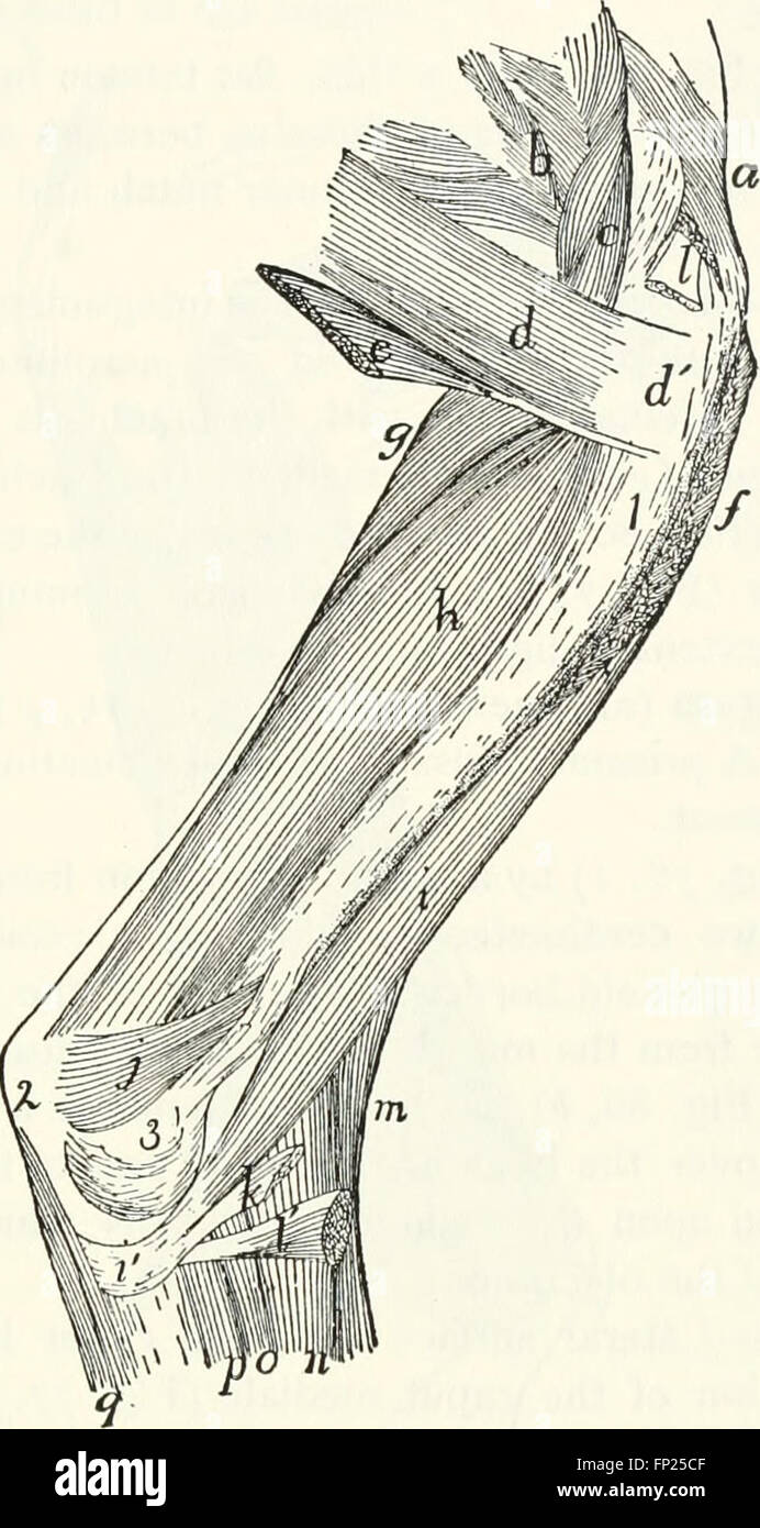 This 1991 work provides a detailed study of the anatomy of cats ...