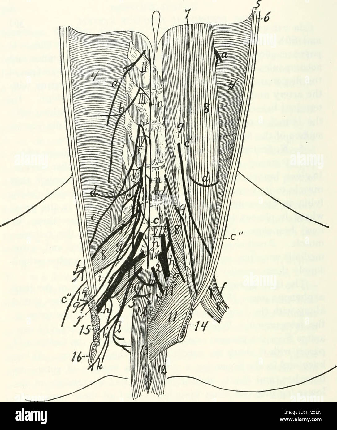 The 1991 'Anatomy of the Cat' provides a detailed and modern ...
