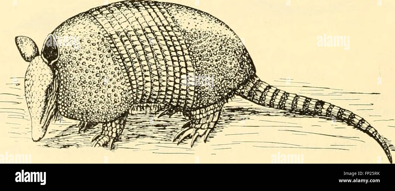 A 1933 publication discussing the biological principles of animal life ...