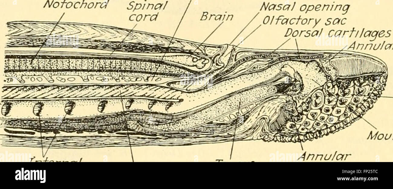 A 1933 text that delves into the study of animal biology, covering a ...