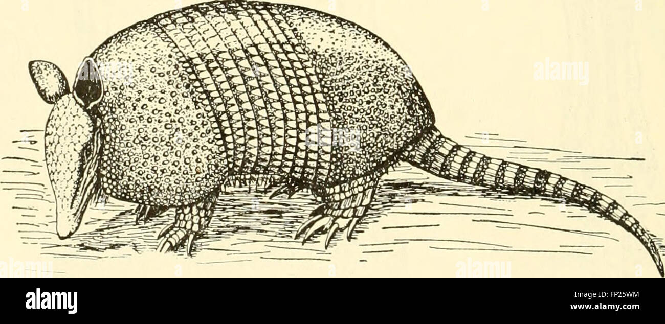 The 1940 text on animal biology covers a wide range of topics ...