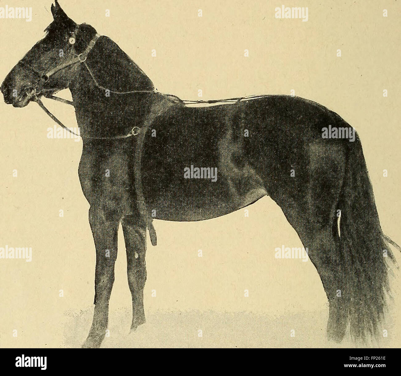 'Animal Husbandry for Schools' (1913) is an educational book ...