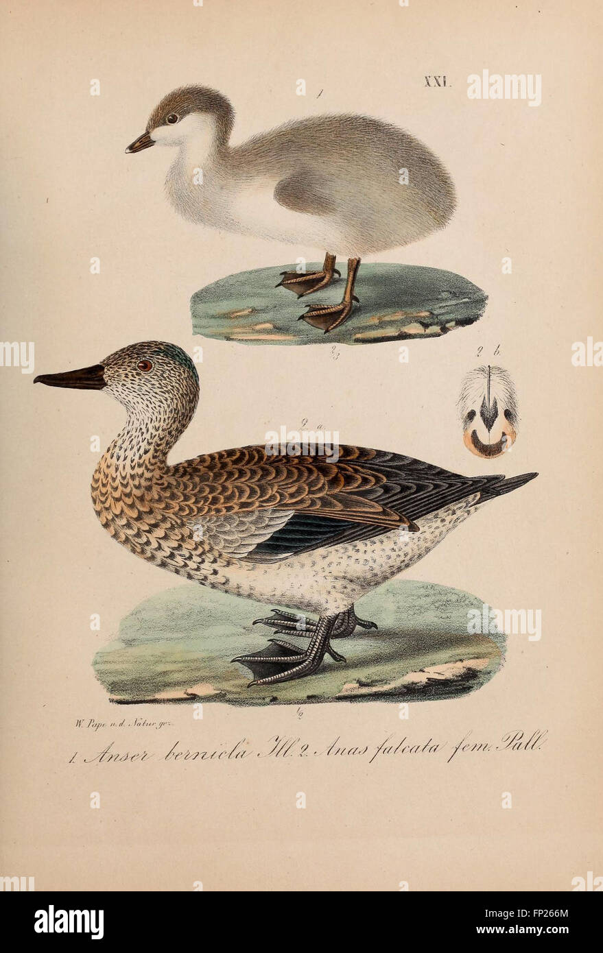 Siberian regions hi-res stock photography and images - Alamy