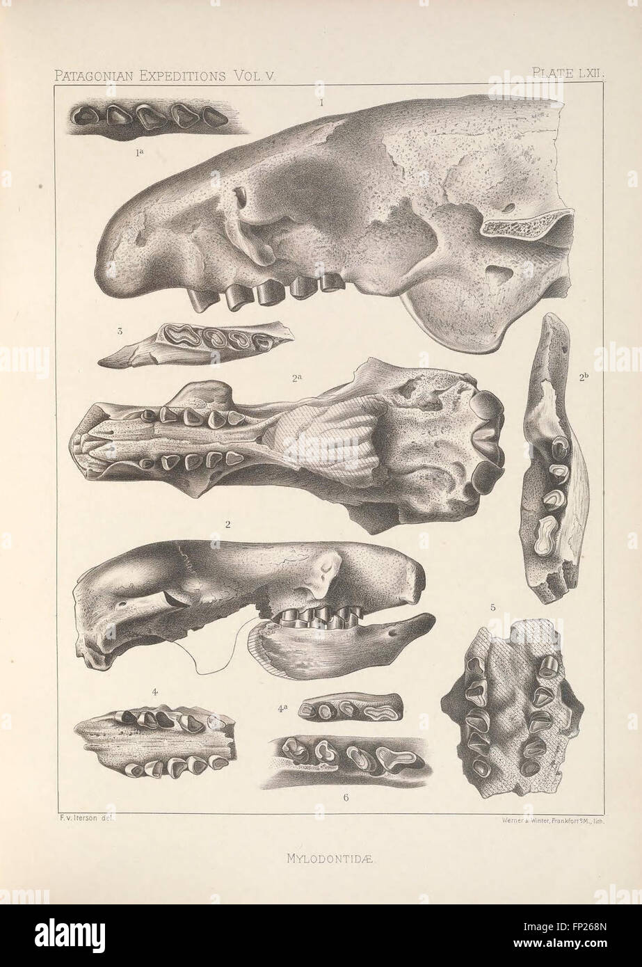 The Princeton University Expeditions to Patagonia (1896-1899) report ...