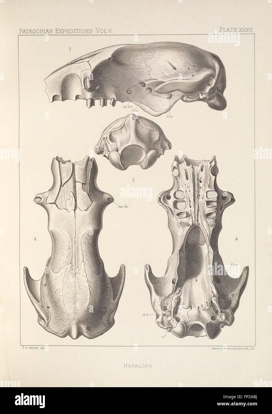 These reports document the Princeton University expeditions to ...