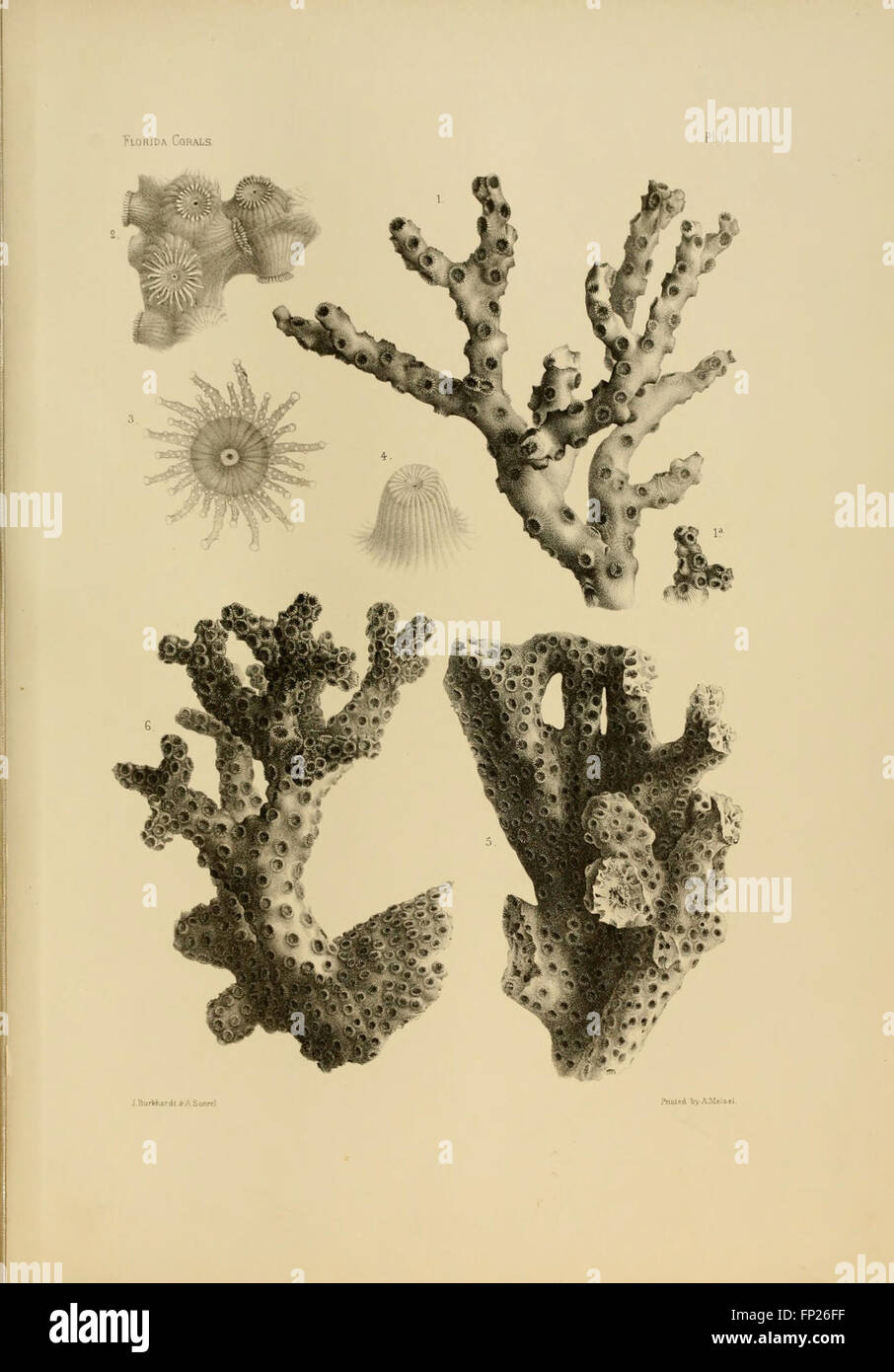 This report provides detailed insights into the coral reefs of Florida ...