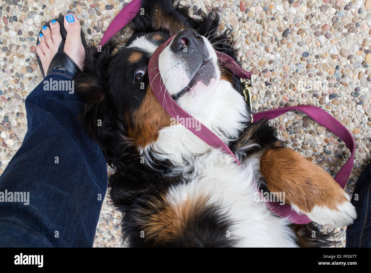 Excited dog on walk hi-res stock photography and images - Alamy