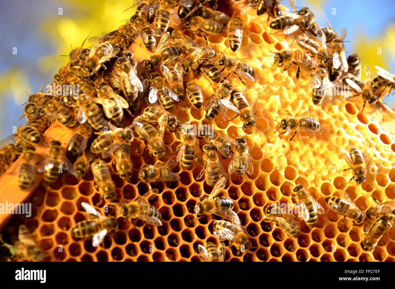 hardworking bees on honeycomb in apiary Stock Photo - Alamy