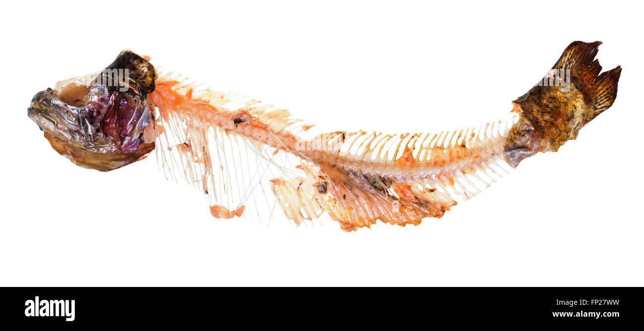 picked skeleton of trout fish isolated on white background Stock Photo ...