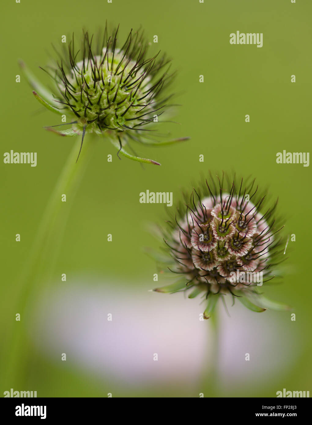 Scabious seed hi-res stock photography and images - Alamy