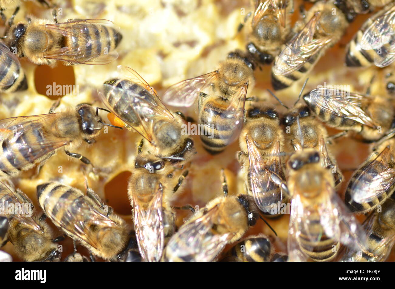 hardworking bees on honeycomb in apiary Stock Photo - Alamy