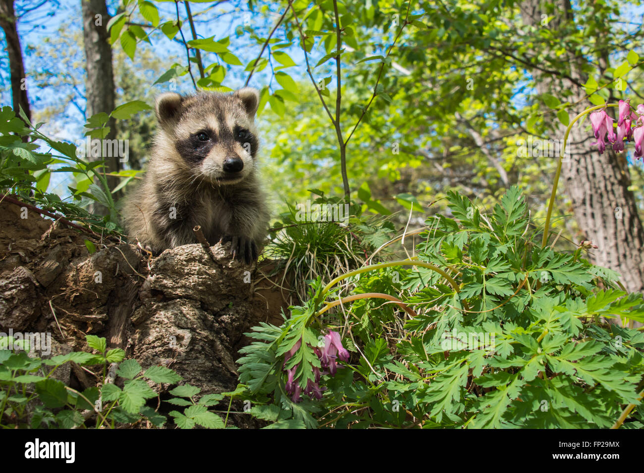 Funny raccoon hi-res stock photography and images - Alamy