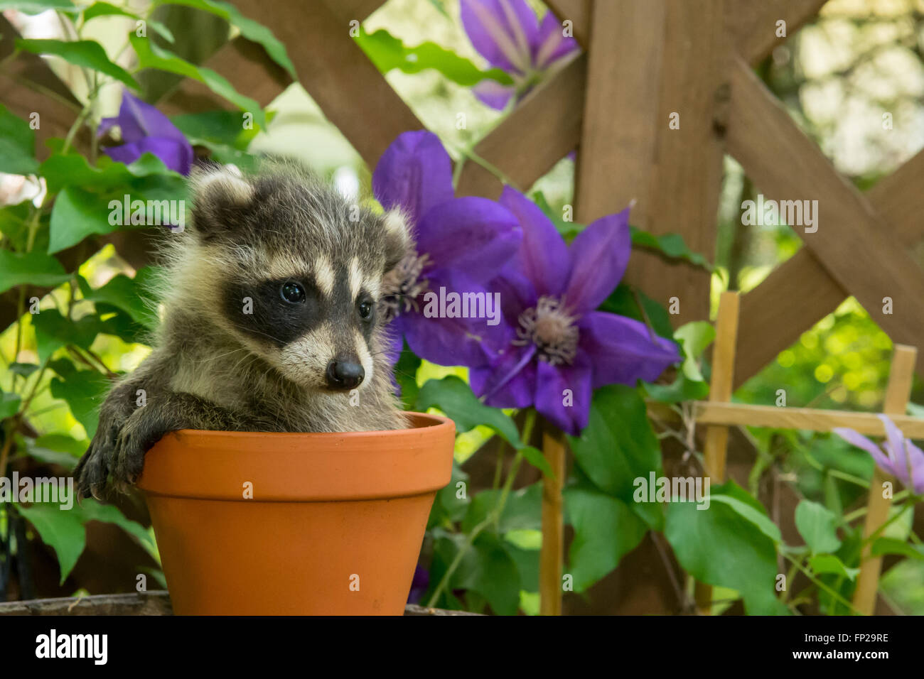 Baby animal funny hi-res stock photography and images - Alamy