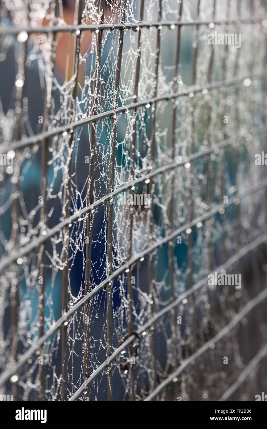 Cobwebs in the early morning dew hanging on a fence Stock Photo - Alamy