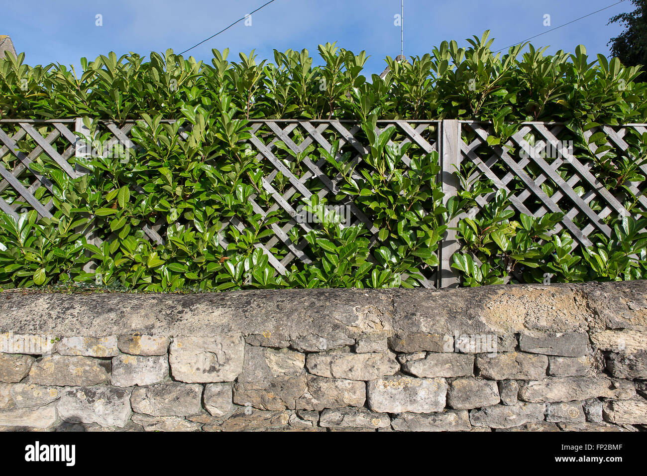 Residential fence with dry stone wall adn leafy bush Stock Photo - Alamy