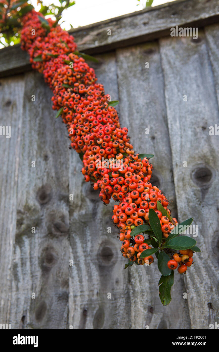 Large branch of red pyracantha berries hanging from the bush over a ...