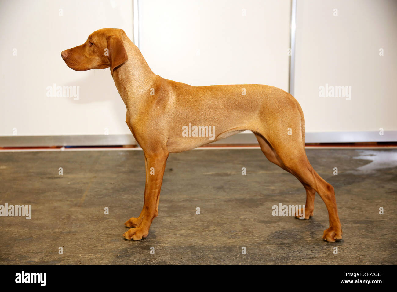Side view portrait of a hungarian vizsla pointer dog Stock Photo - Alamy