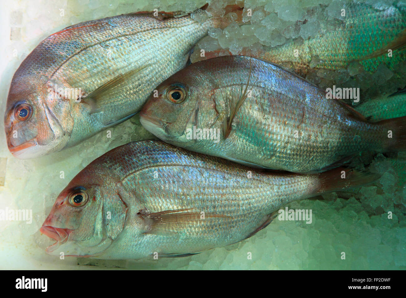 Japan; Kyoto; Nishiki Food Market, fish Stock Photo - Alamy