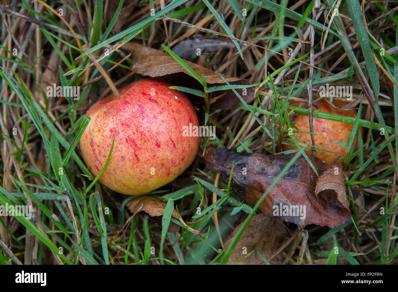 Apples fallen on the roadside and some squashed into the road Stock ...