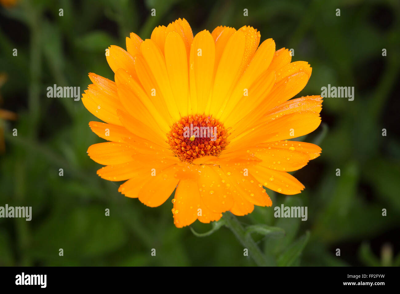 An extreme close up of a deep orange flower head Stock Photo - Alamy