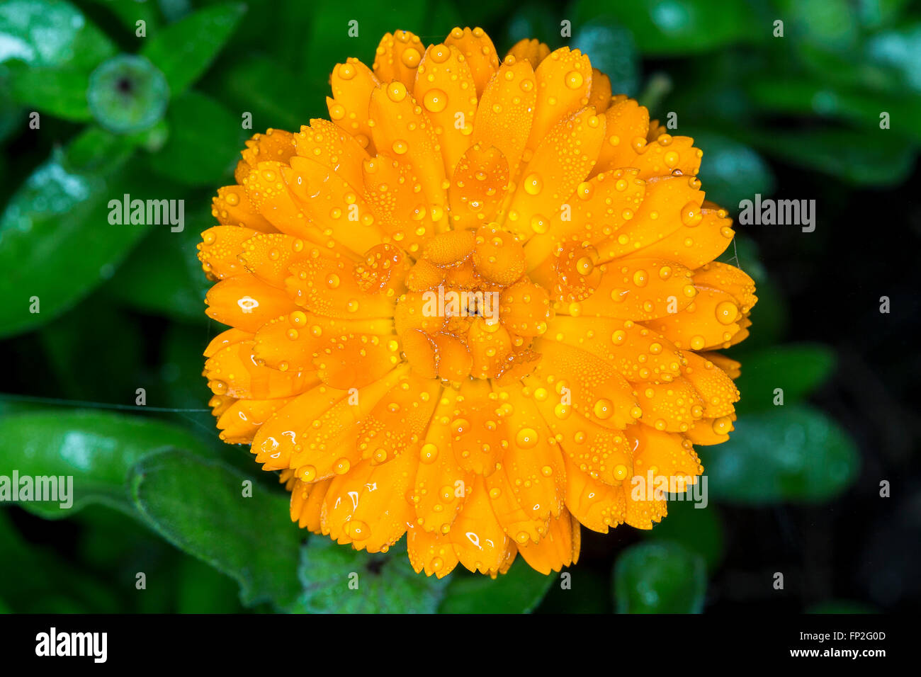 Extreme close up house hi-res stock photography and images - Alamy