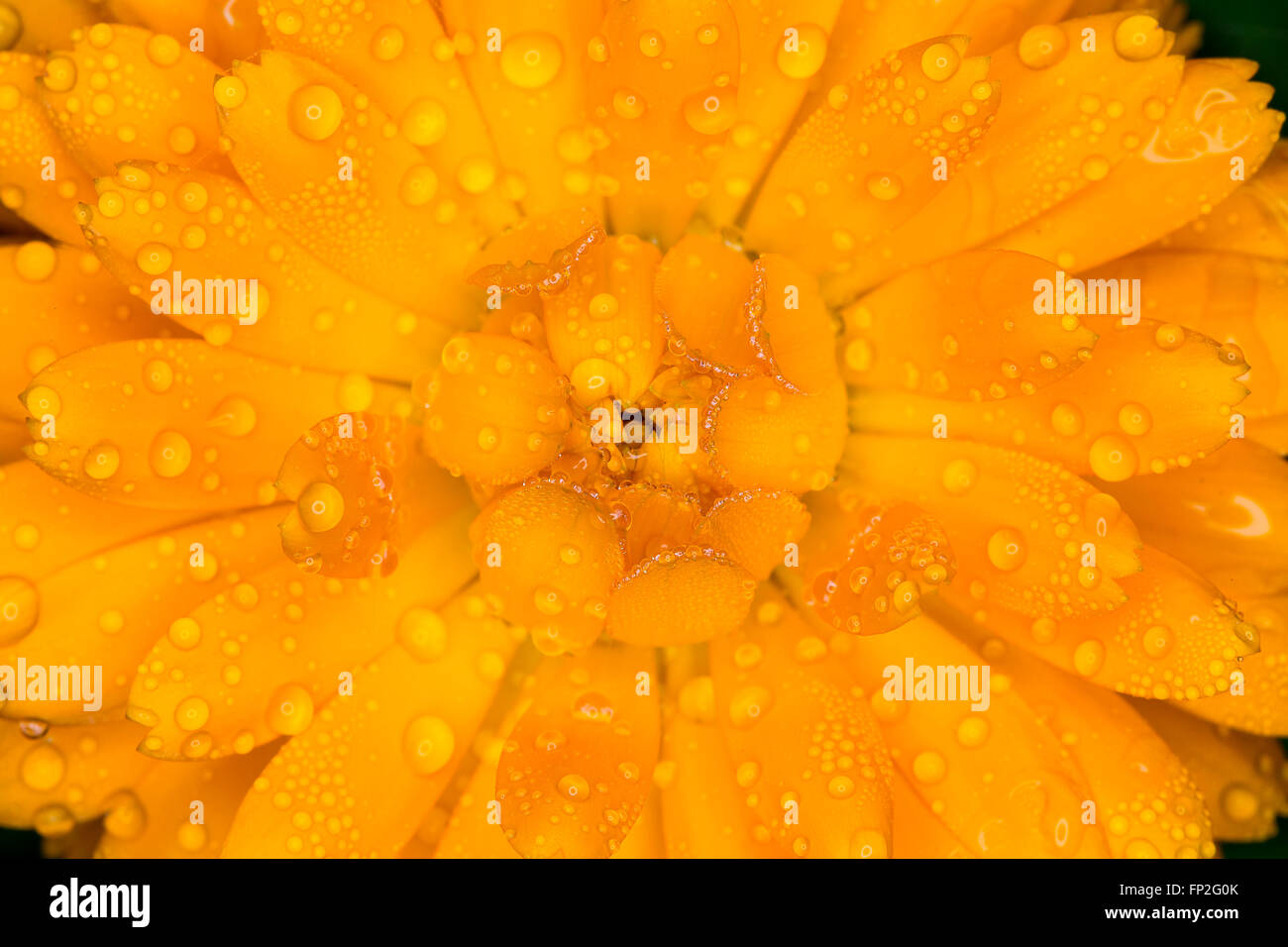 Deep orange flower hi-res stock photography and images - Alamy