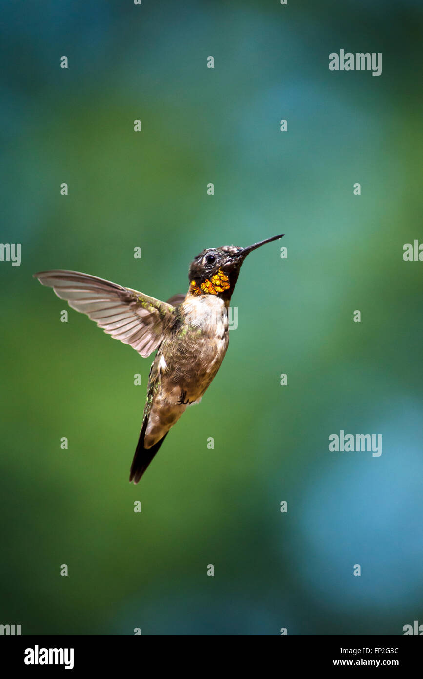 Molting male ruby throated hummingbird hi-res stock photography and ...