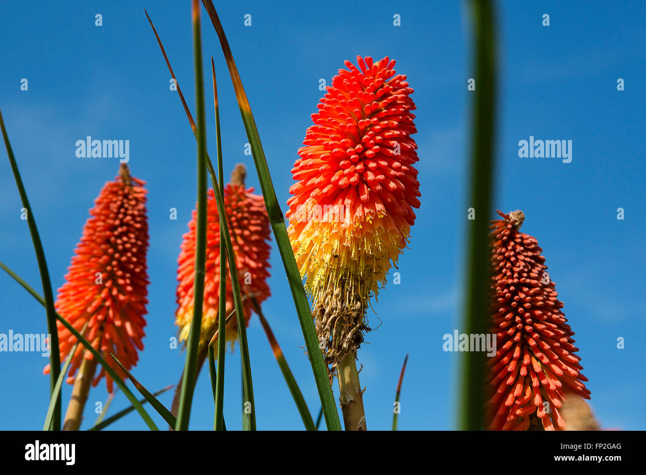 Percival family hi-res stock photography and images - Alamy