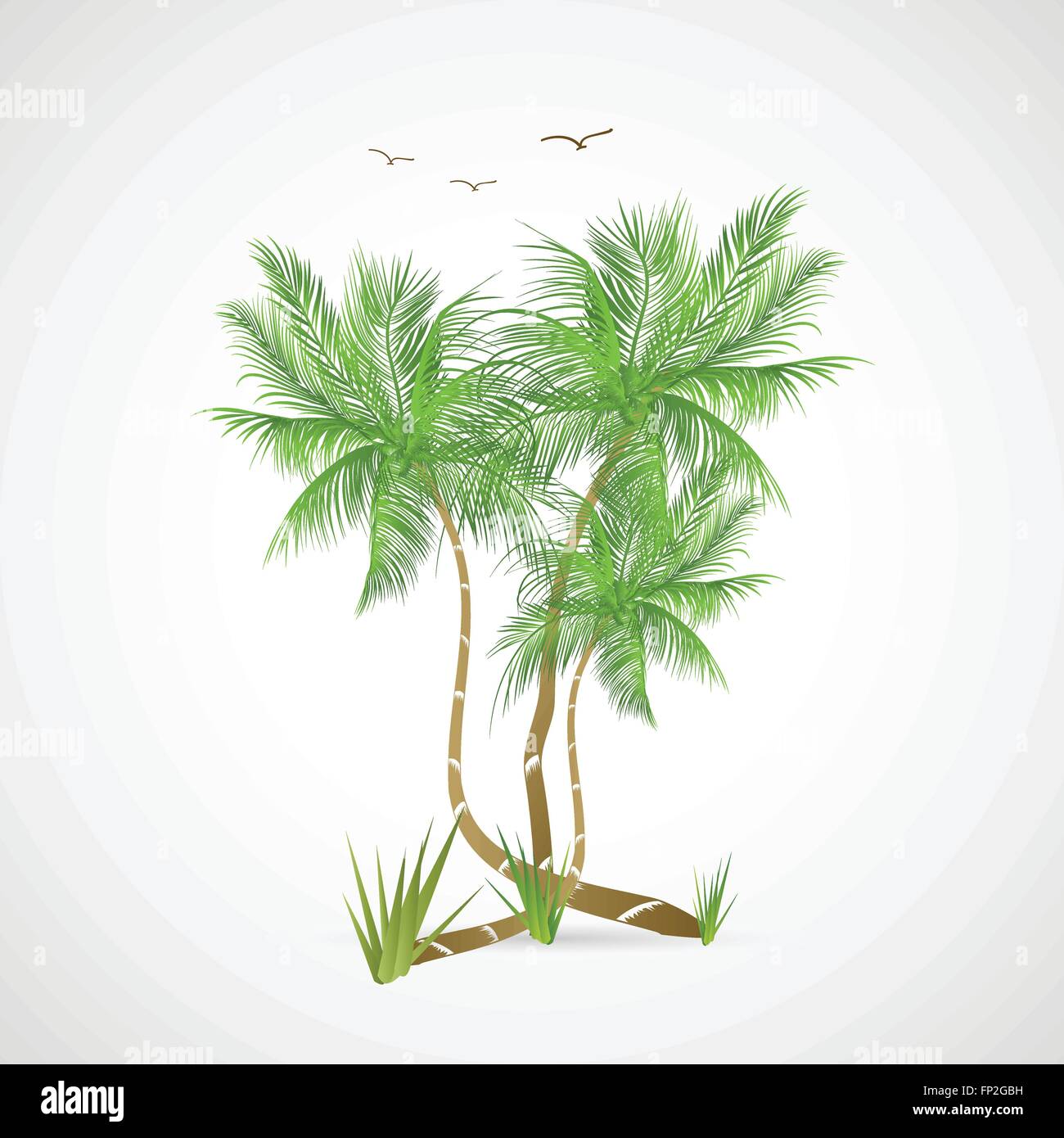 Coconut palm trees coconuts Stock Vector Images - Alamy